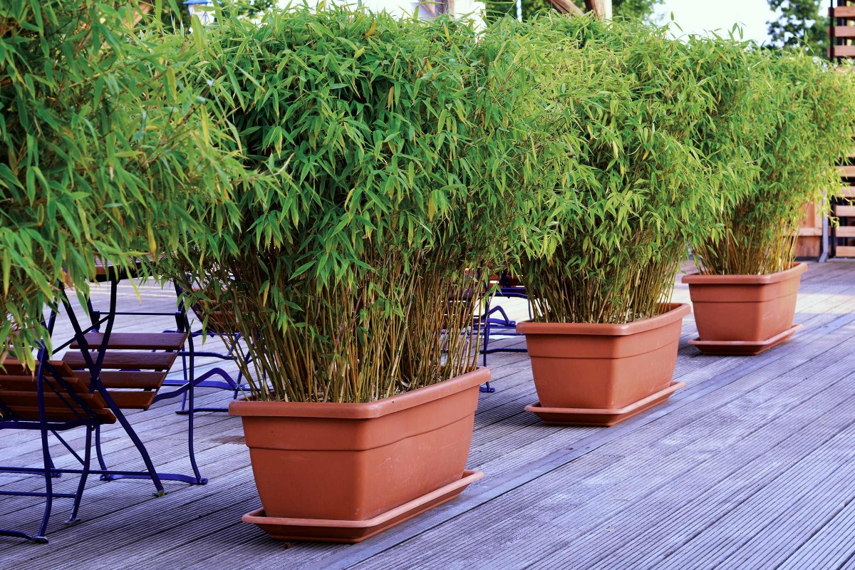 Plantera och ta hand om bambu | HORNBACH