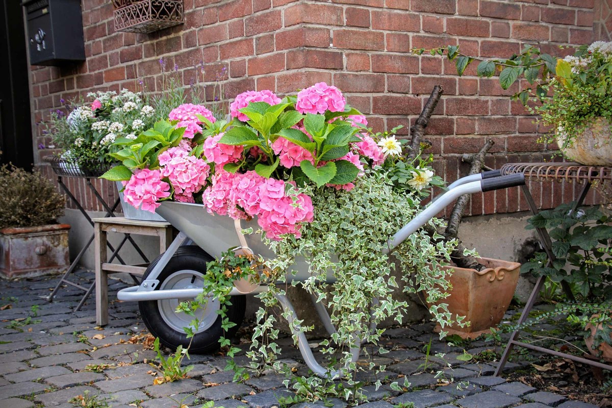 Hortensia skötsel & plantering – så gör du | HORNBACH