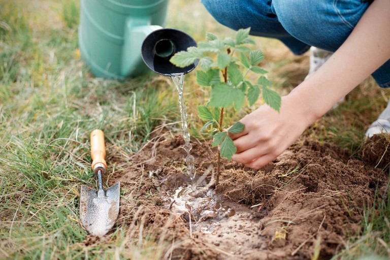 Plantera & odla hallon – tips & råd | HORNBACH