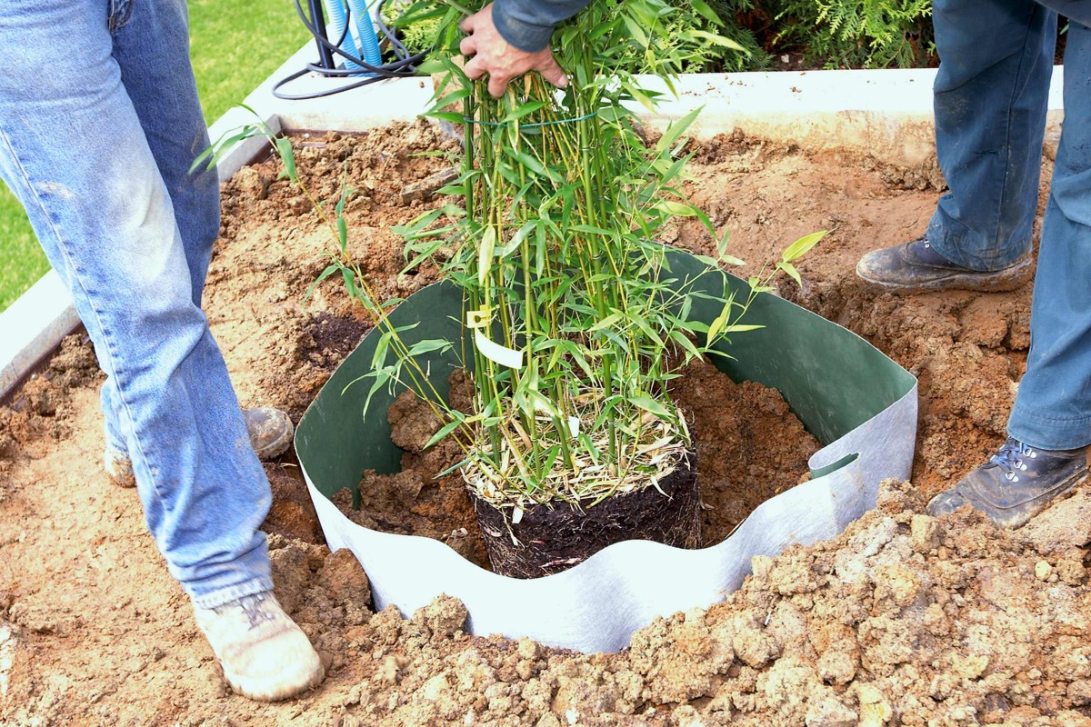 Plantera och ta hand om bambu | HORNBACH