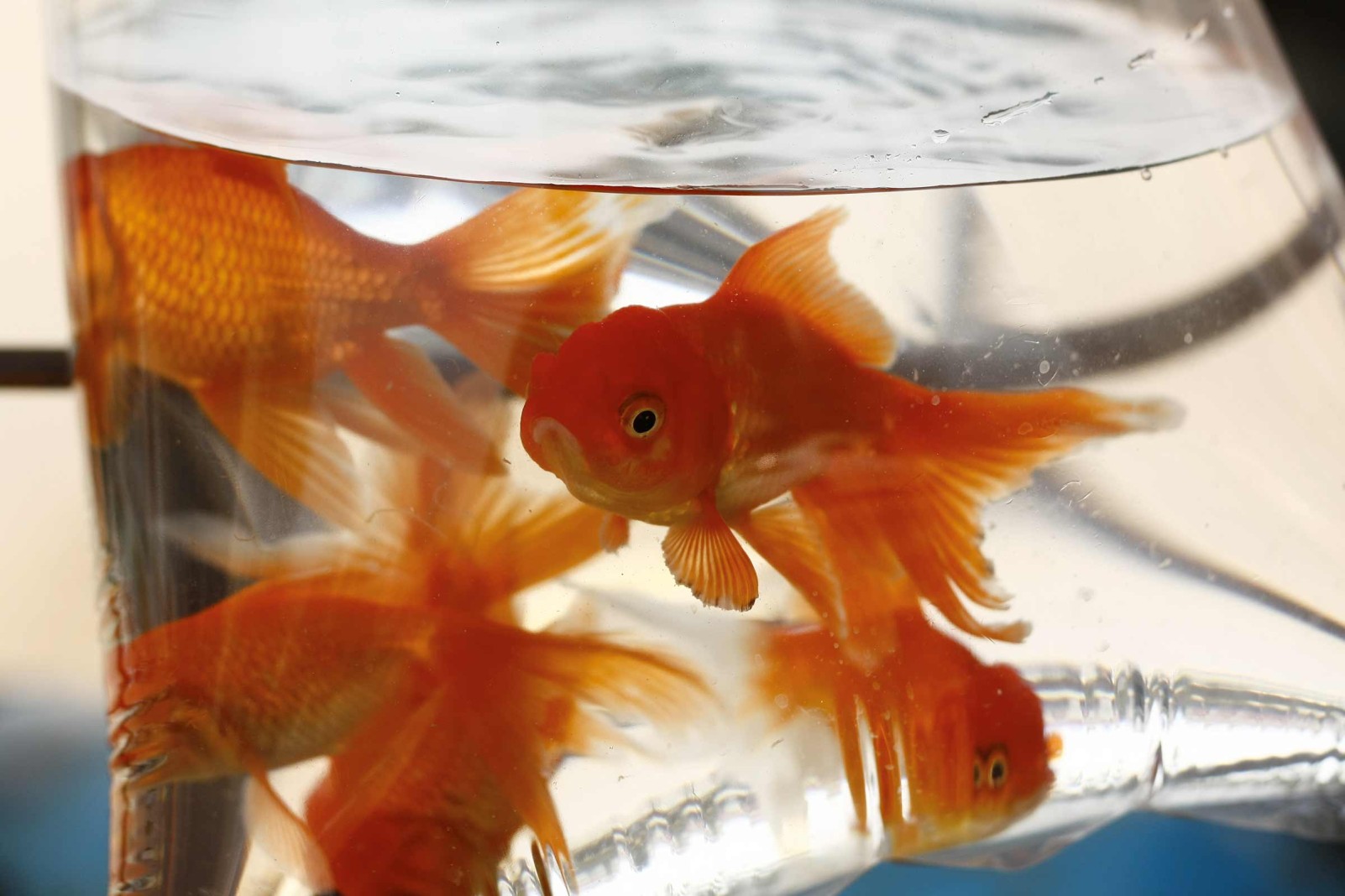 Skaffa fiskar – ta hand om fiskar i akvarium | HORNBACH