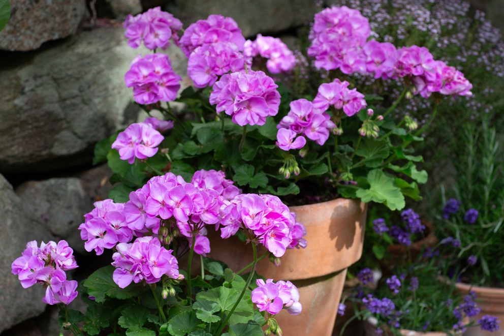 Årets Pelargon – 2025 | HORNBACH