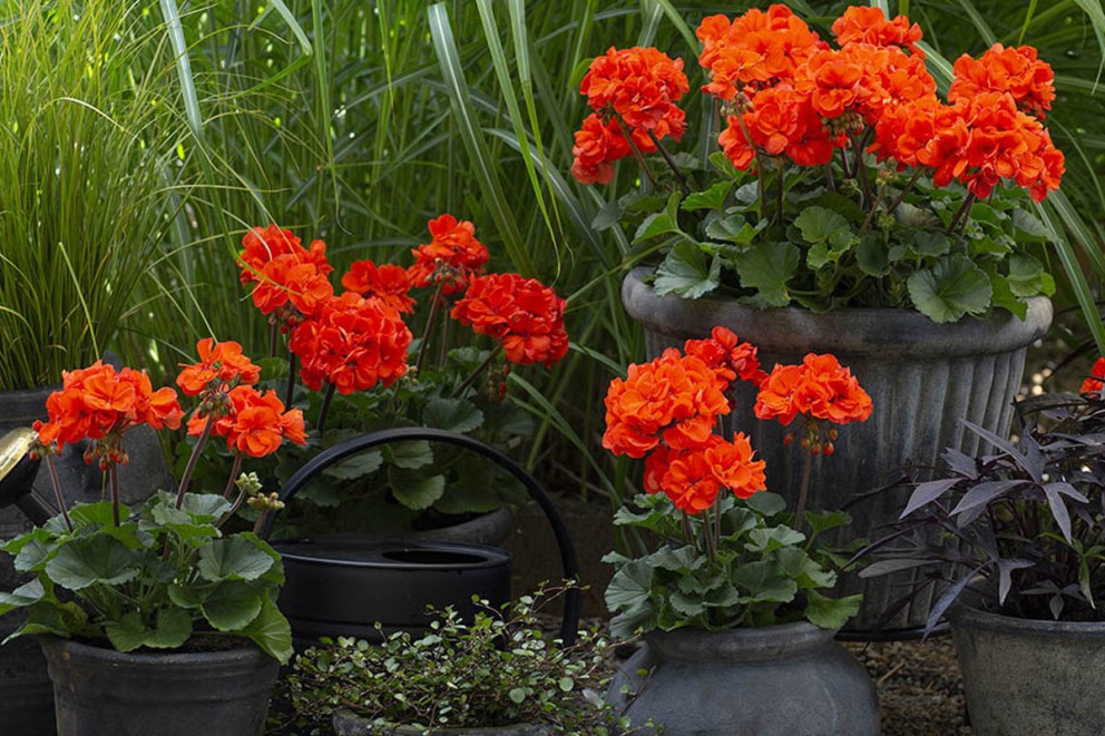 Årets Pelargon – 2025 | HORNBACH