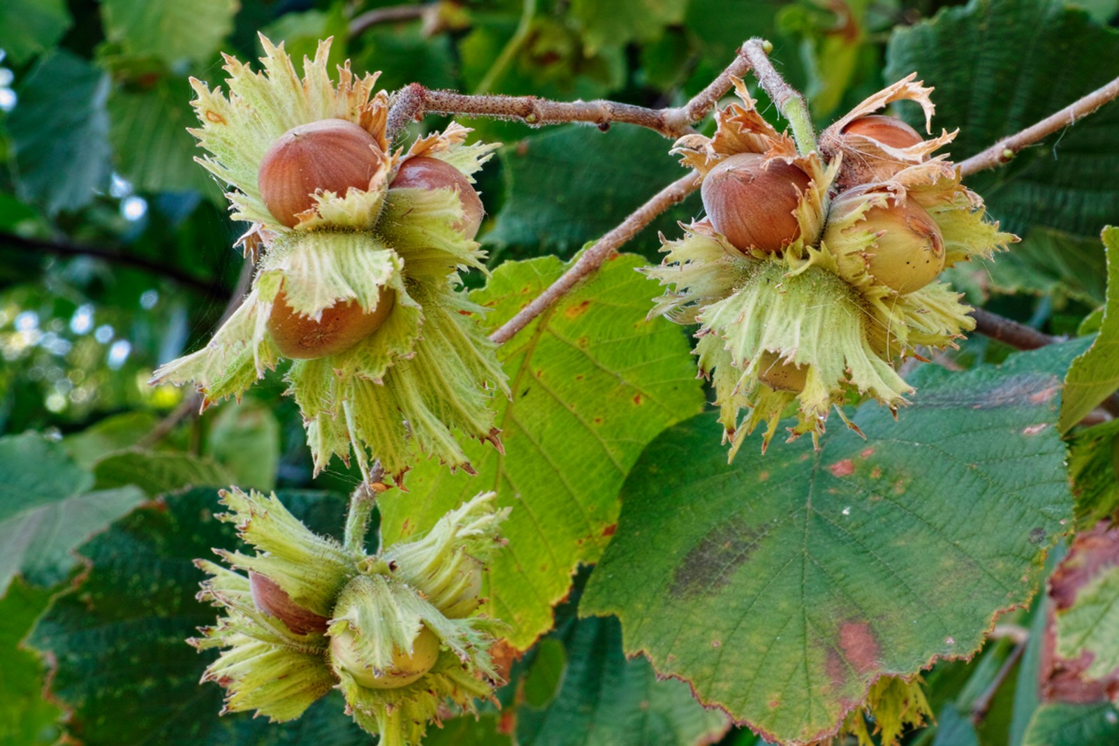 Plantera hassel – tips & råd | HORNBACH