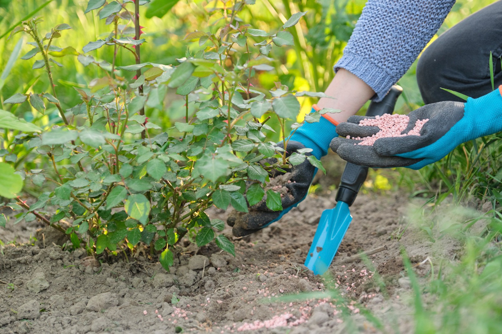 Plantera buskar | HORNBACH