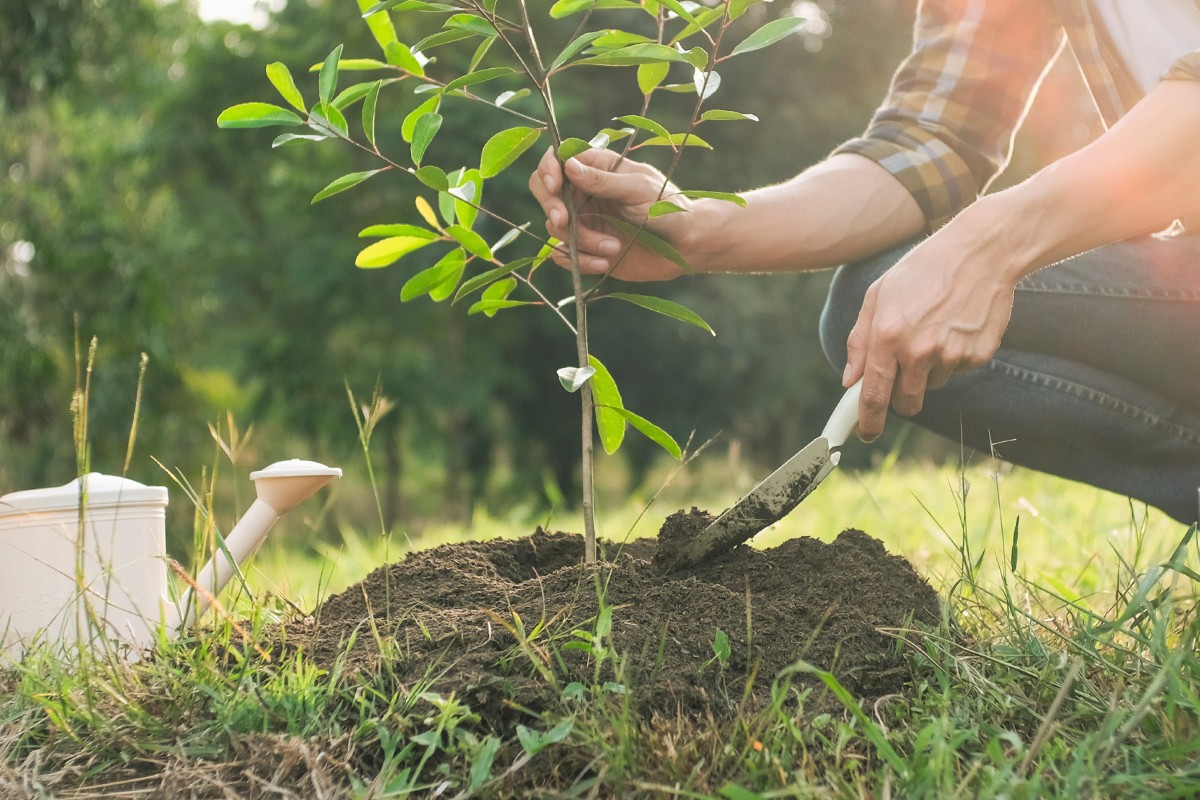 Plantera buskar | HORNBACH