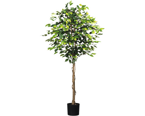 Konstväxt Ficus Benjamina Ca 180cm Grön Köp På